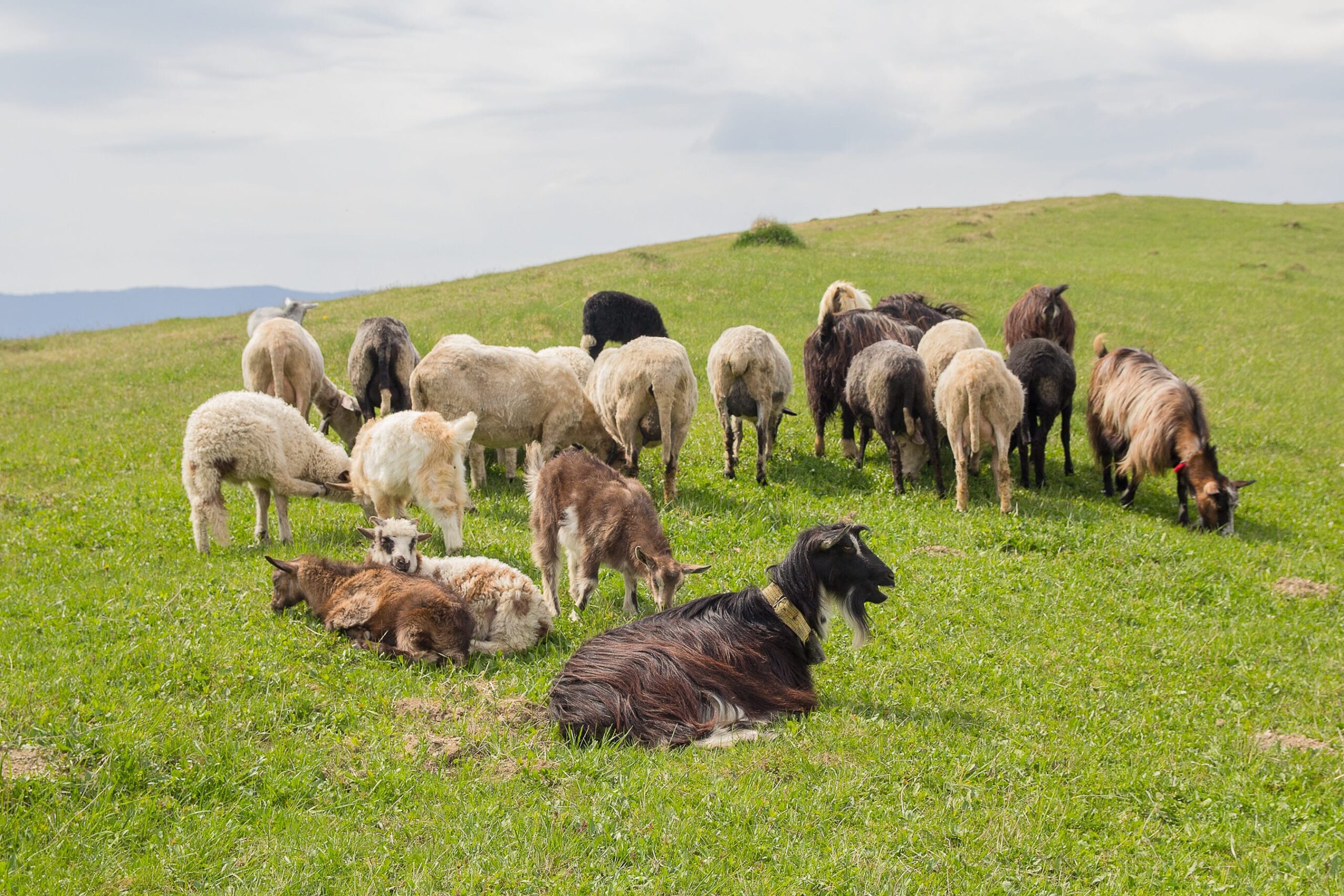 Managing disease risk with the trade of small ruminants in Europe ...