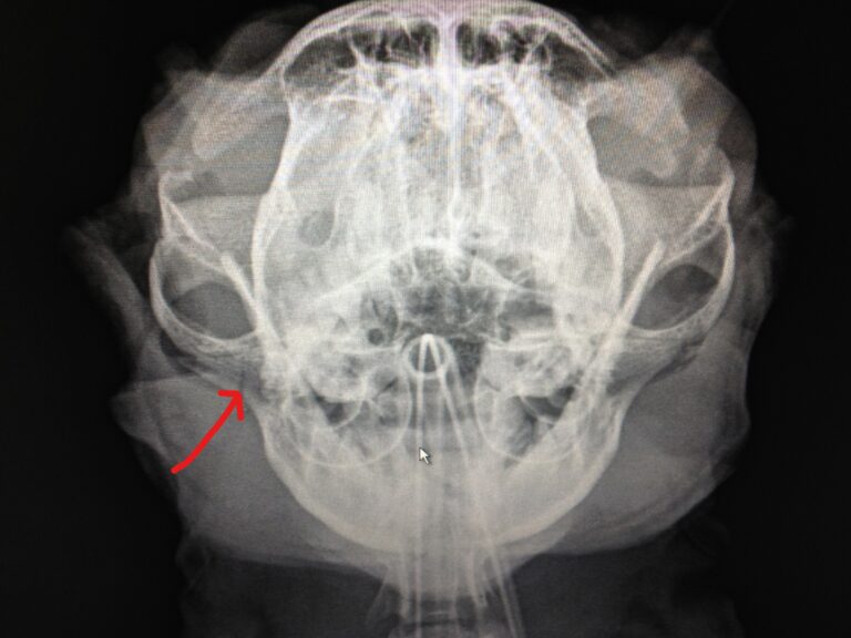 A new technique for repairing feline symphyseal separations ...