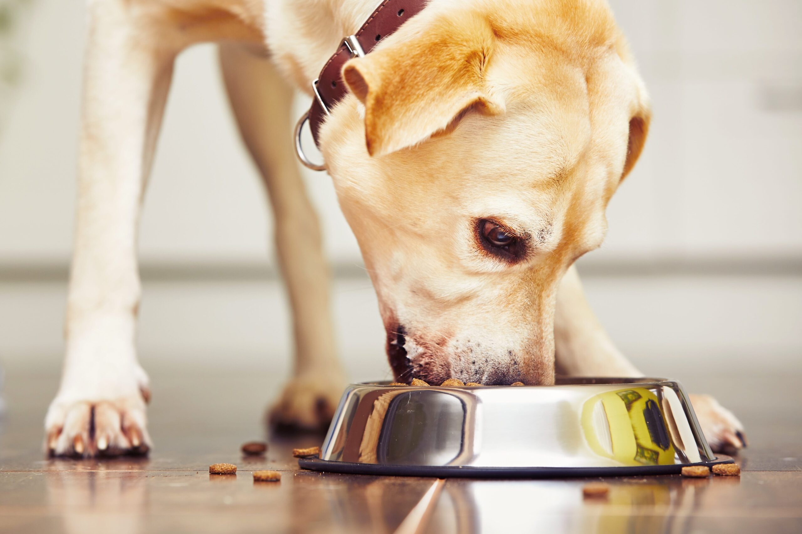 ‘Tis the season to be eating - Veterinary Practice