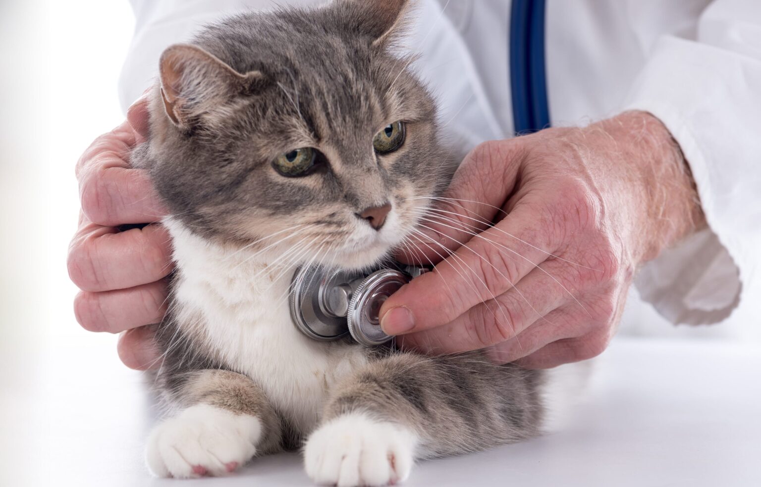 Heart disease in cats: case studies: the dyspnoeic cat - Veterinary ...