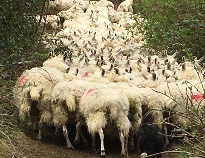 Iceberg diseases in sheep - Veterinary Practice