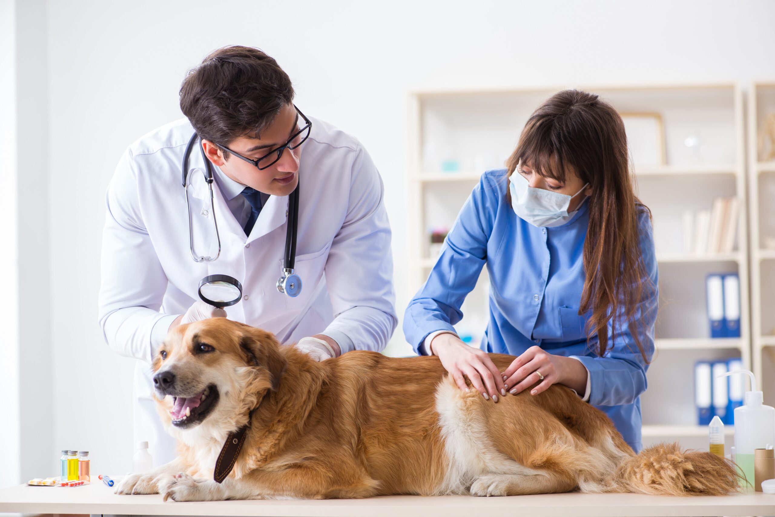 Veterinary Clinic Europe Home Interior Design Veterinary Clinic Europe Home Interior Design