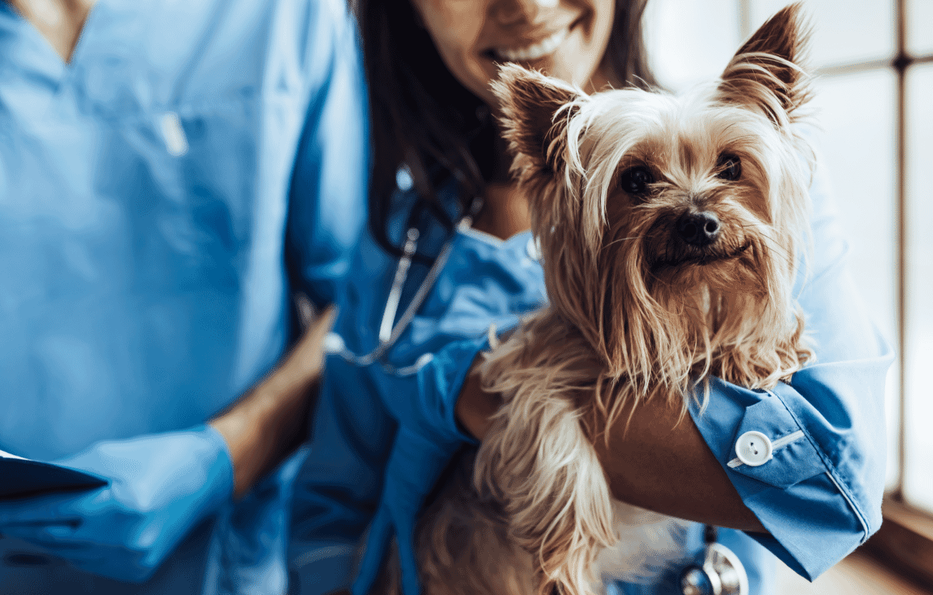 Prognosis and treatment of intervertebral disc herniation in dogs ...