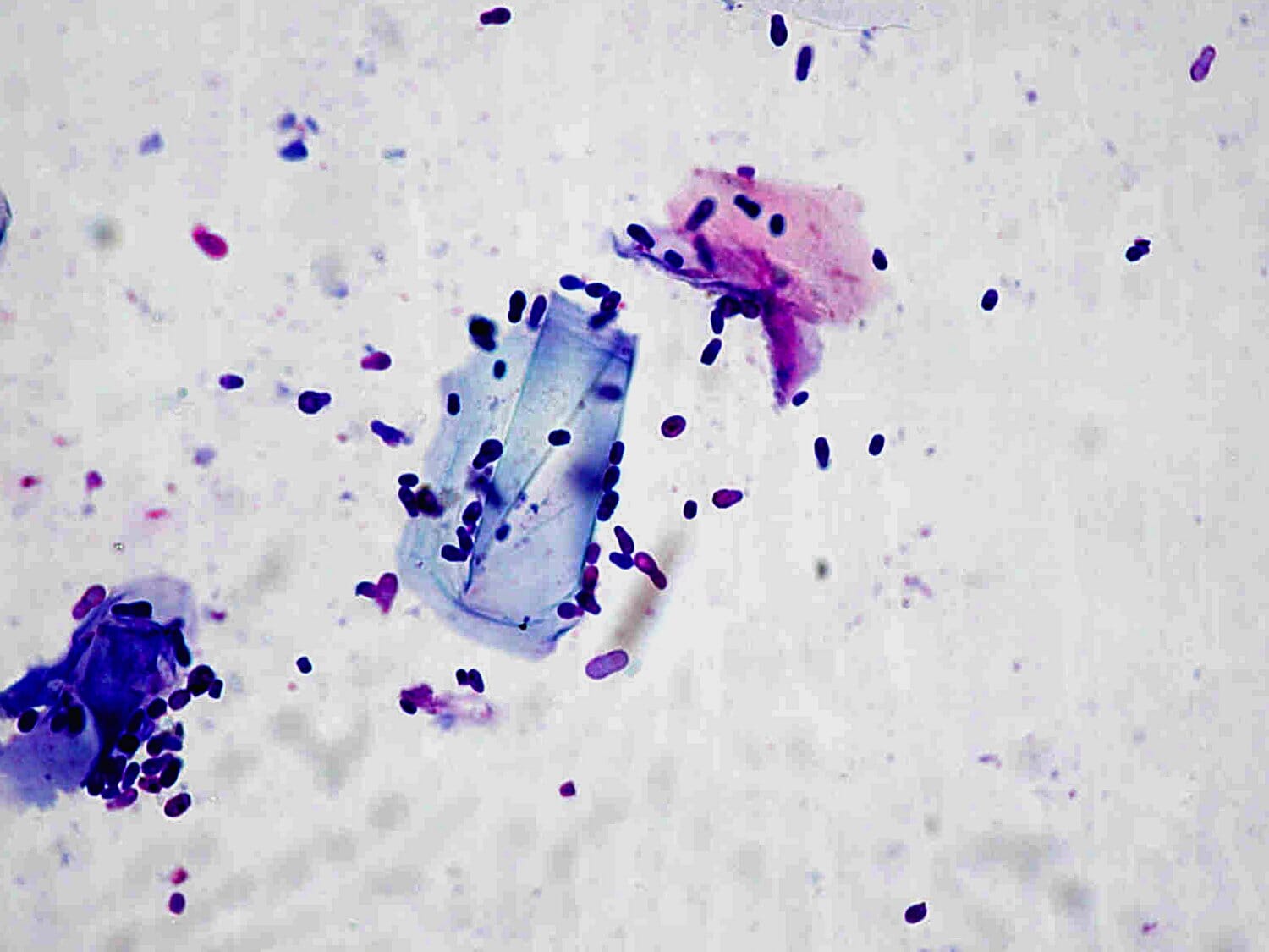 Canine Malassezia dermatitis - Veterinary Practice