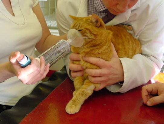 Management of feline diabetes mellitus - Veterinary Practice