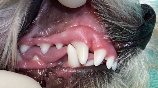 Malocclusion in companion animals Archives - Veterinary Practice