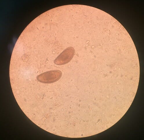 Endoparasites of pet reptiles - Veterinary Practice