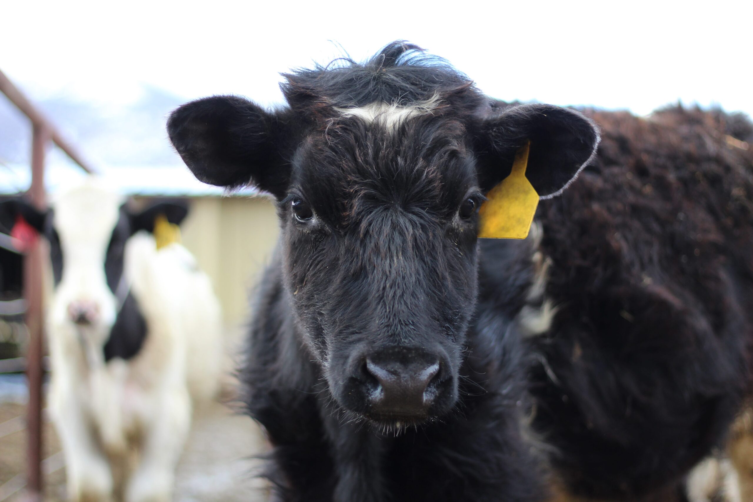 Bitter Sweet Synch Phony Ovsynch And Fixed Time Artificial Insemination In Dairy Cows