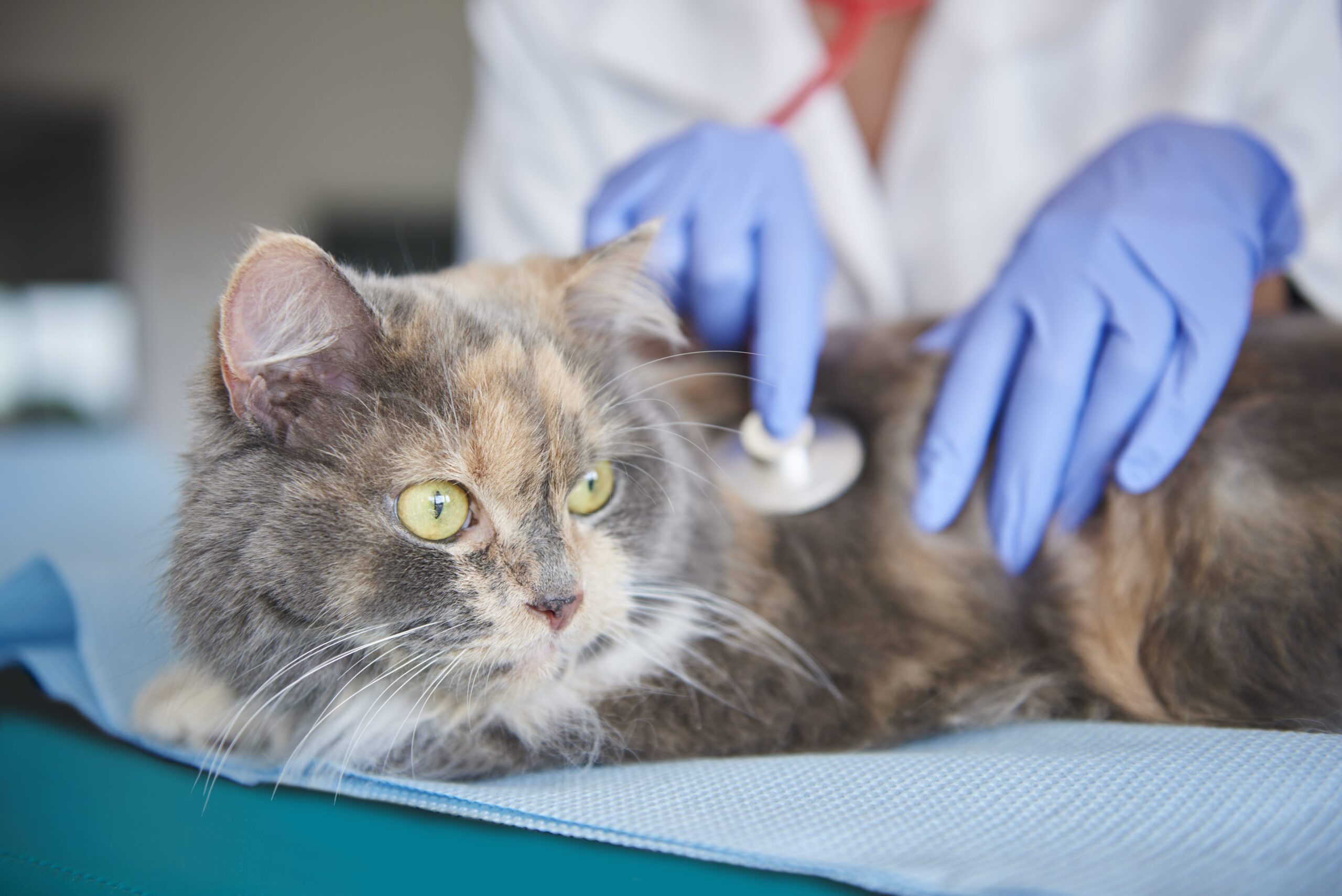 Comparing environmental modification and medical management for feline ...