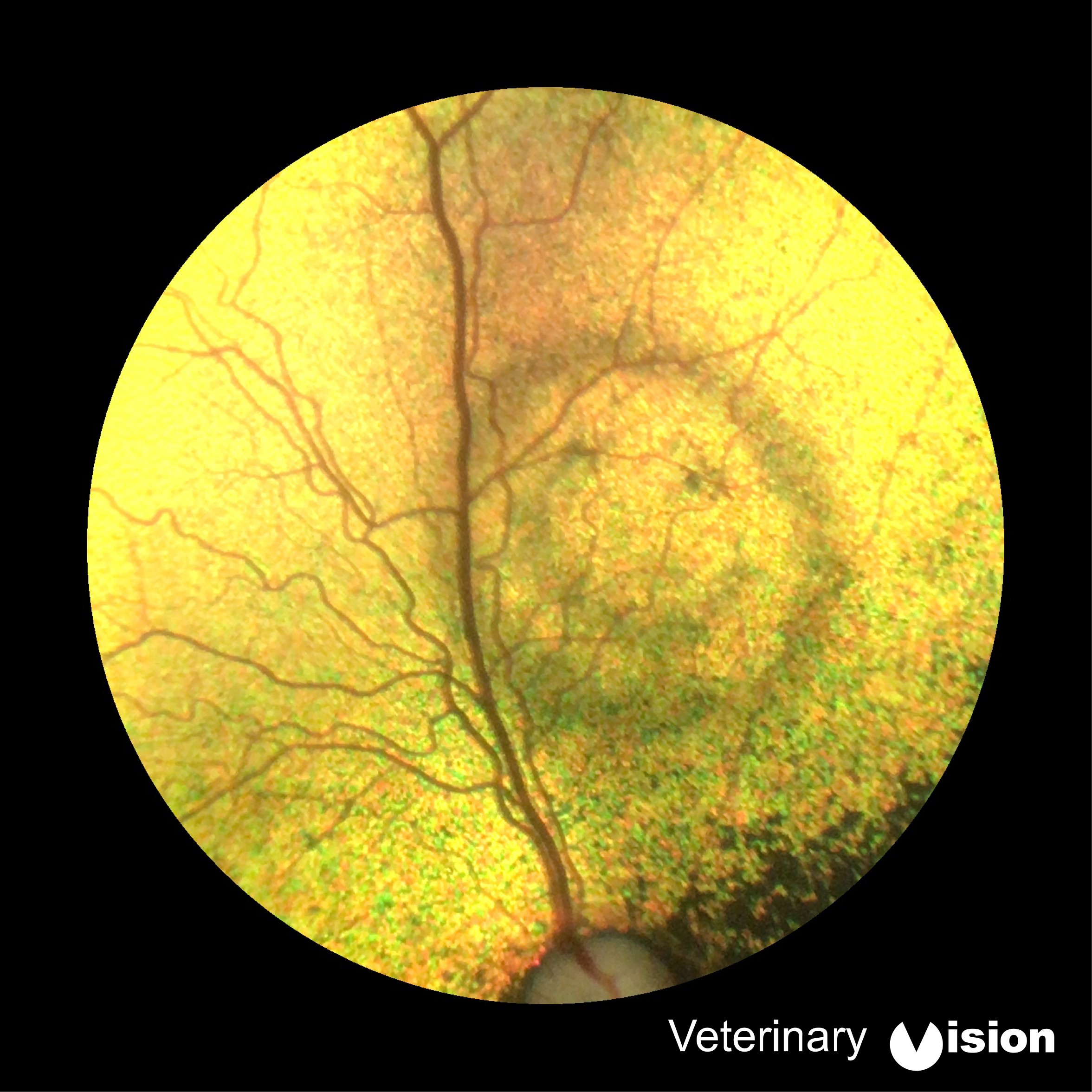 Vet spots "smiley" emoji in dog's eye - Veterinary Practice