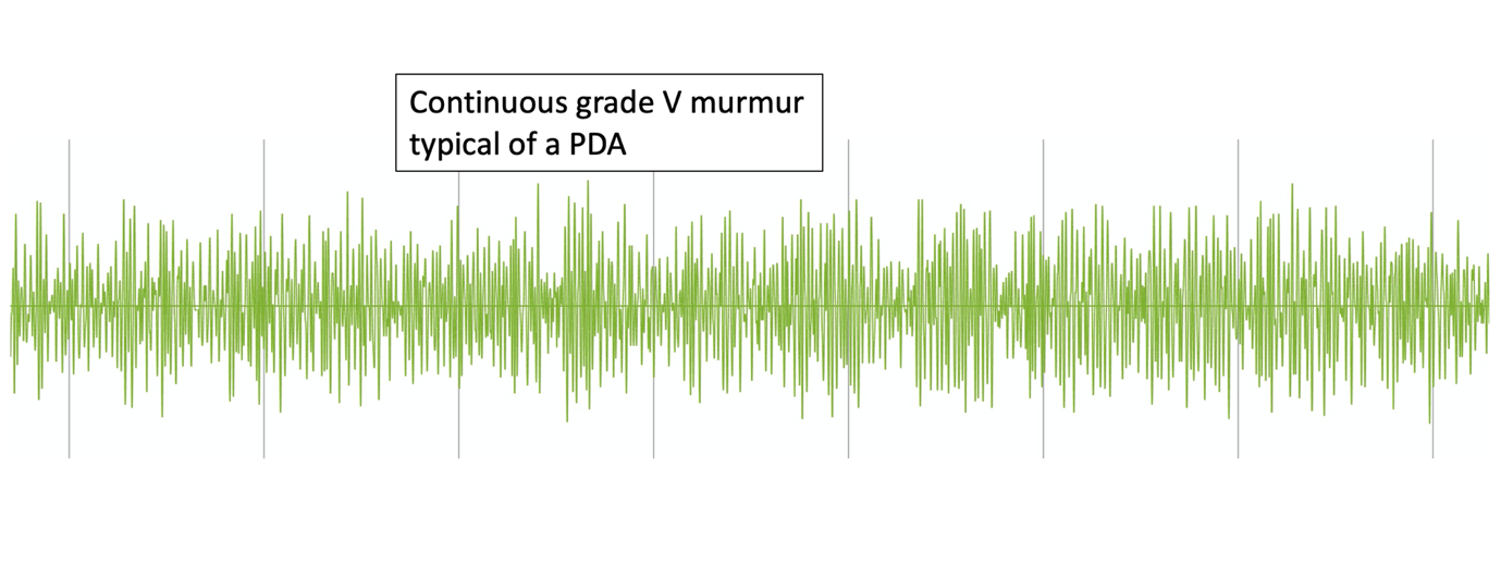 Listening to heart murmurs: what’s your diagnosis? - Veterinary Practice