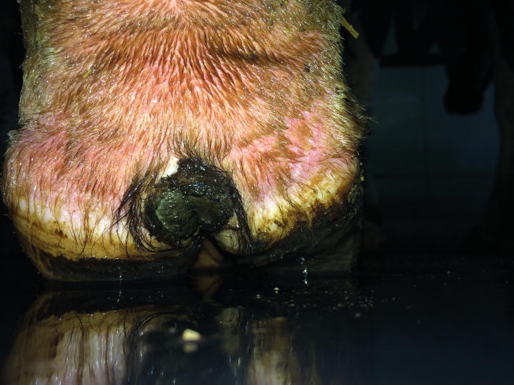 Approaching a case of digital dermatitis - Veterinary Practice