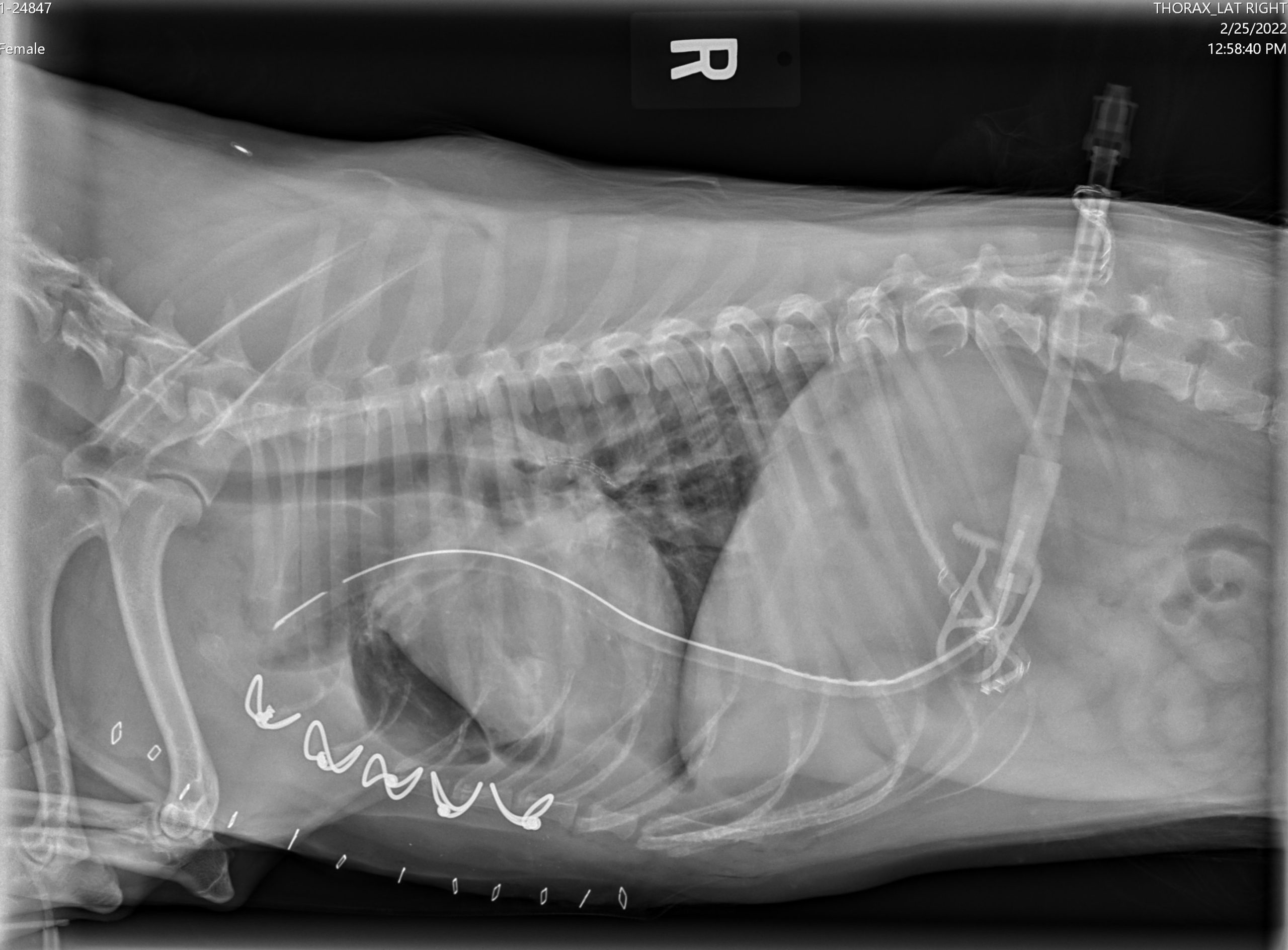 Southfields successfully treats dog's rare lung condition - Veterinary ...