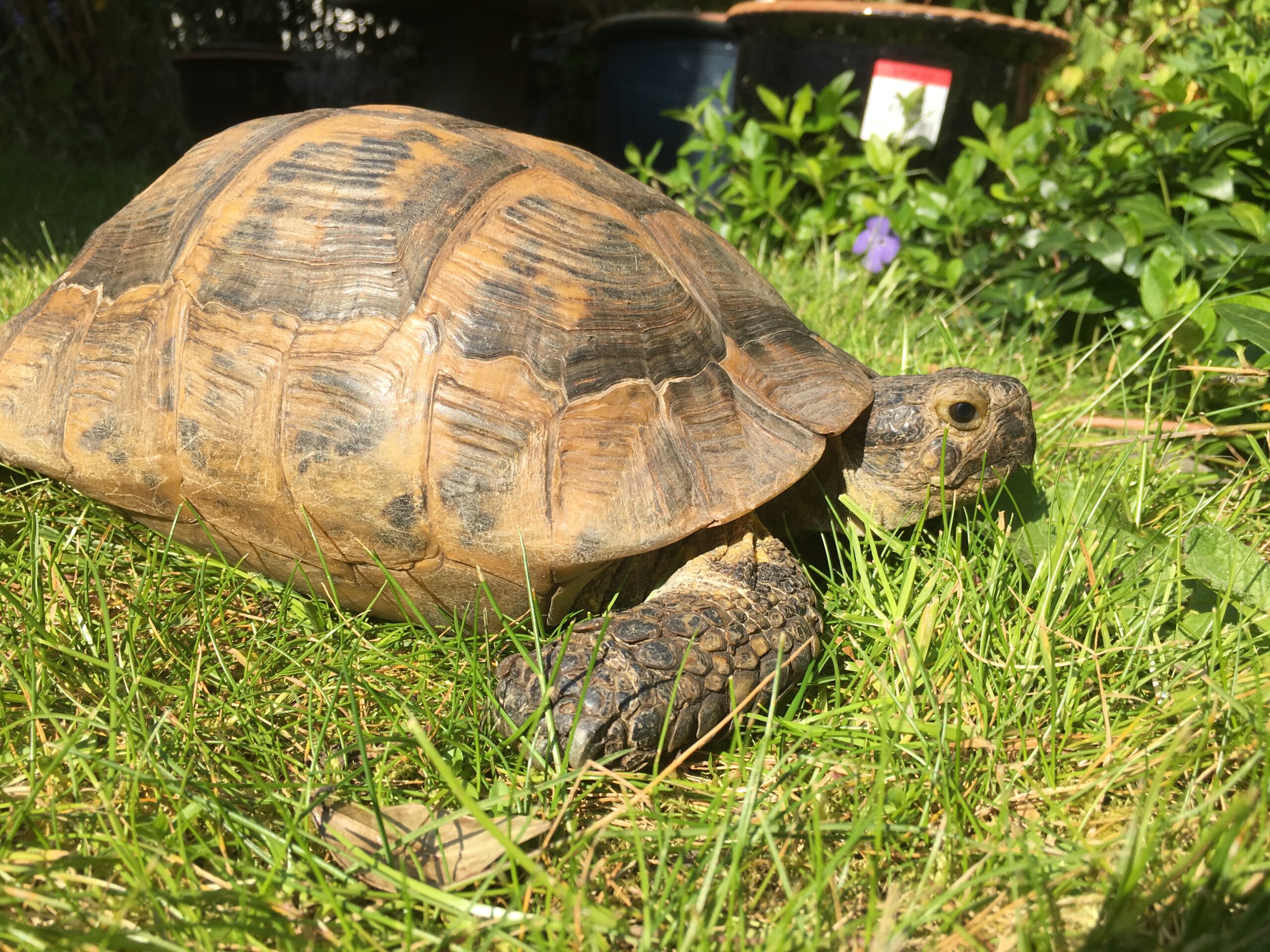 Research reveals risk factors to tortoises during brumation in UK ...