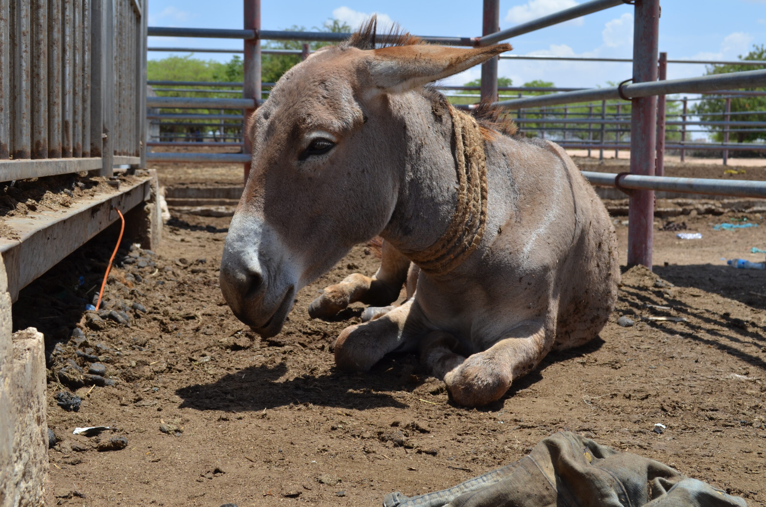Tanzania bans donkey slaughter to stop risk of extinction - Veterinary ...