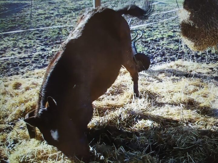 Sleep deprivation in horses - Veterinary Practice