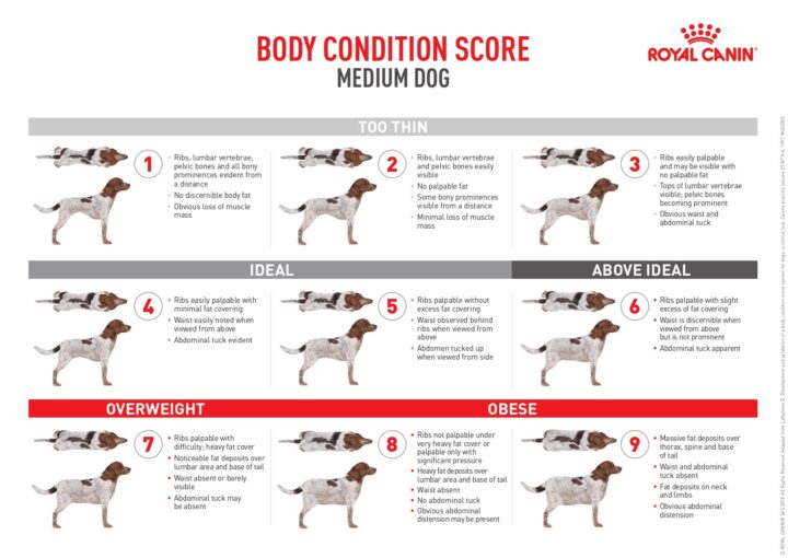 Feeding for optimal growth: nutrition for puppies and kittens from ...