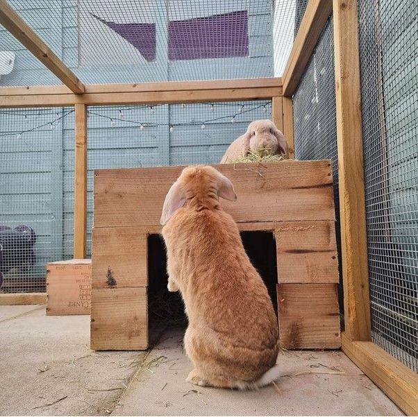 Success of RAW "room for rabbits" campaign - Veterinary Practice