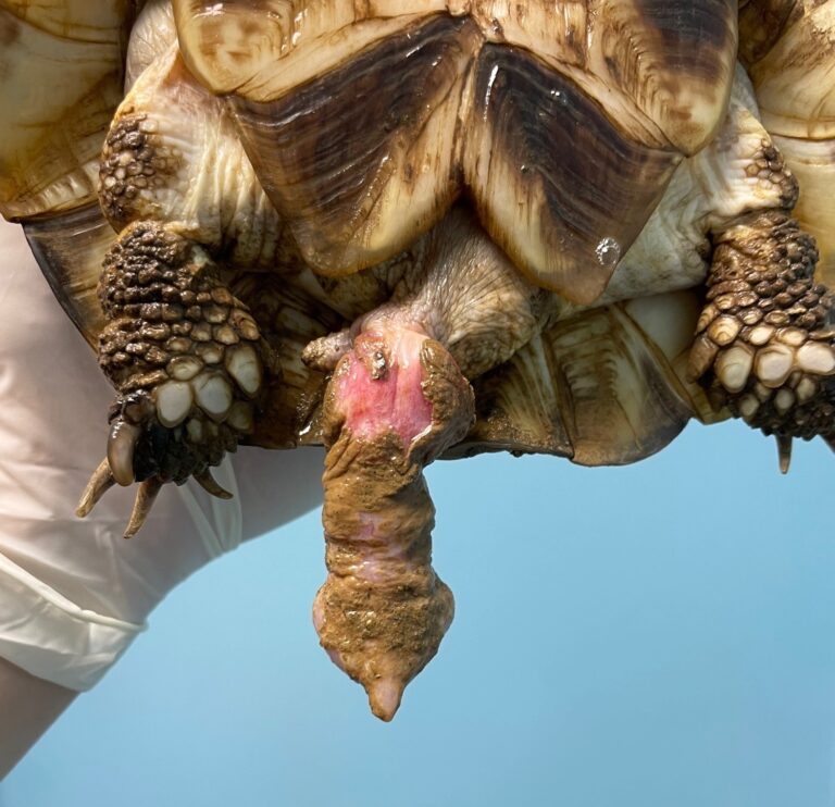 Cloacal Prolapses In Reptiles Veterinary Practice 