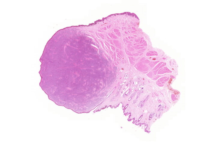 The ABC of diagnostic pathology - Veterinary Practice