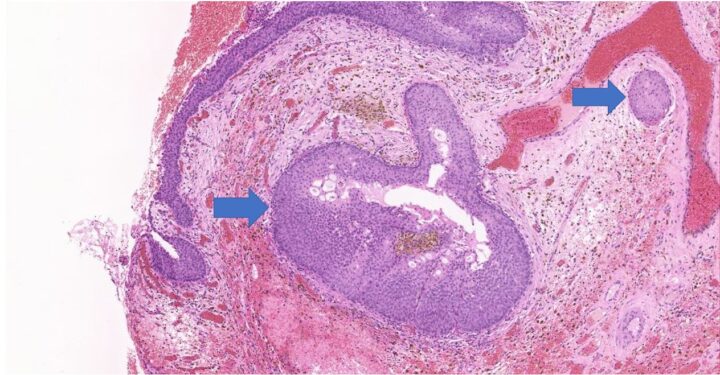 The ABC of diagnostic pathology - Veterinary Practice