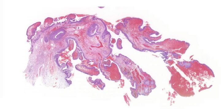The ABC of diagnostic pathology - Veterinary Practice