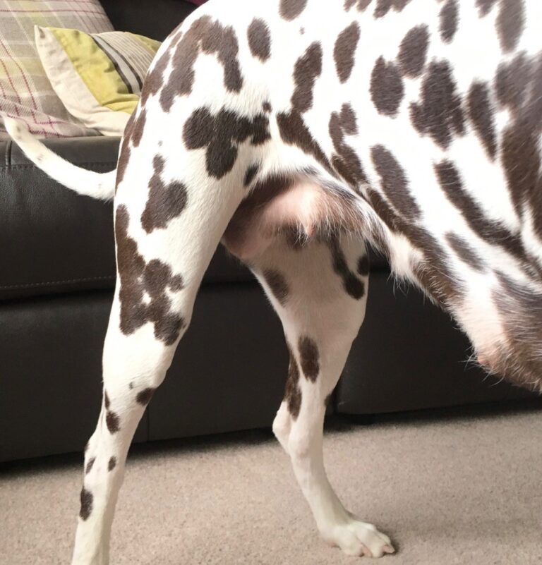 The top three myths about pseudopregnancy in dogs - Veterinary Practice