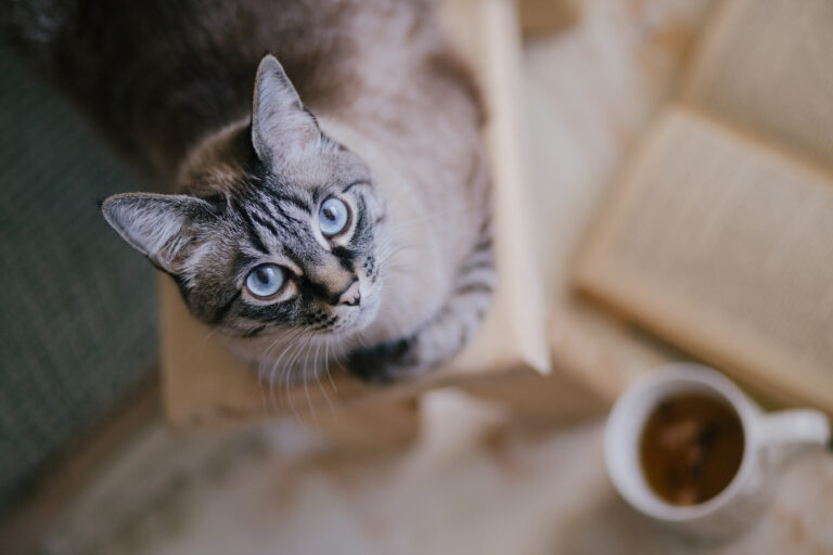 Ceva launches Happy Snack by FELIWAY - Veterinary Practice