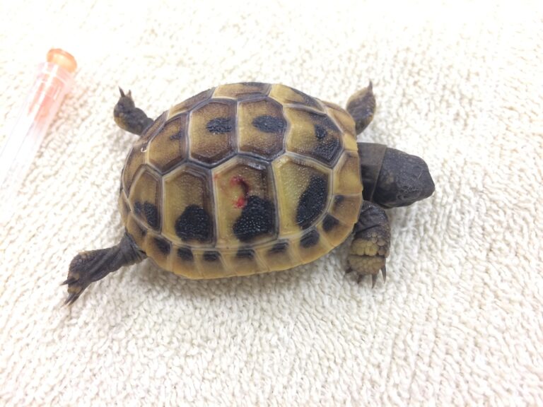 Shell injuries in tortoises - Veterinary Practice