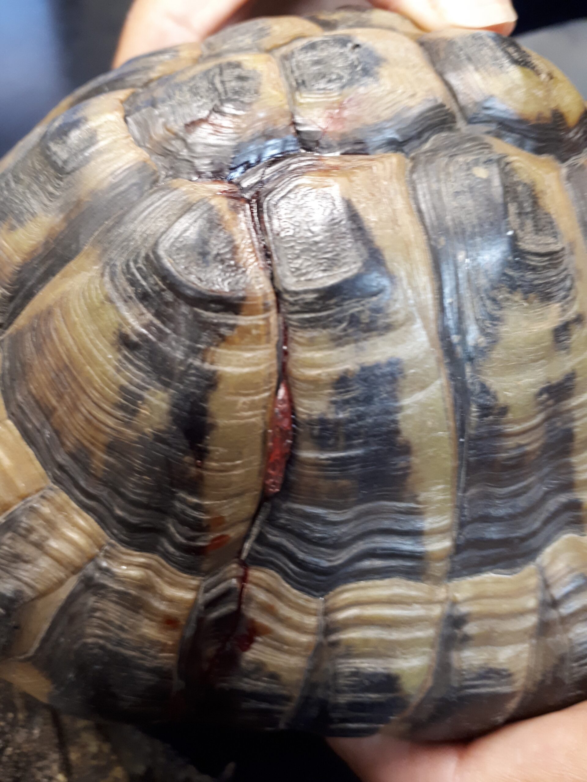 Shell injuries in tortoises - Veterinary Practice