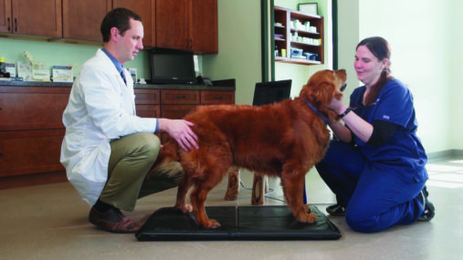 Companion Animal Health Archives - Veterinary Practice