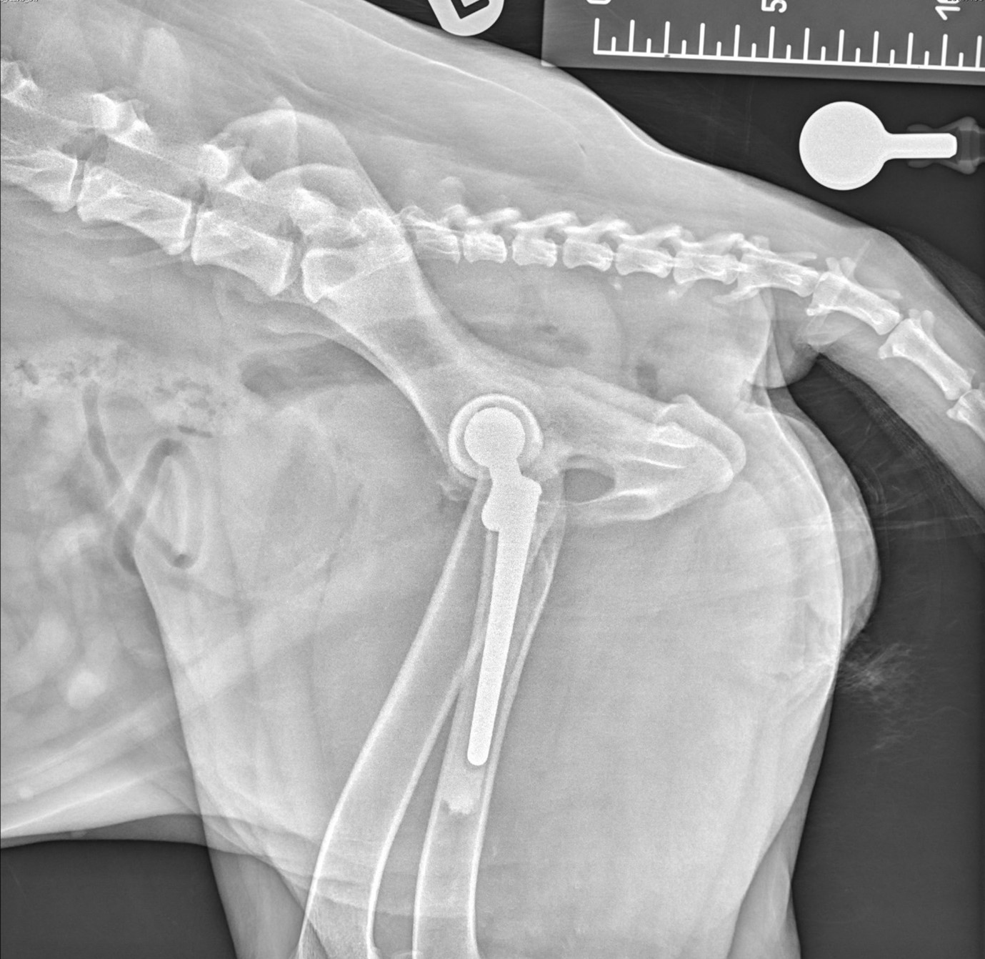 What Causes Swelling In Leg After Hip Replacement Dog Infoupdate What Causes Swelling In Leg After Hip Replacement Dog Infoupdate
