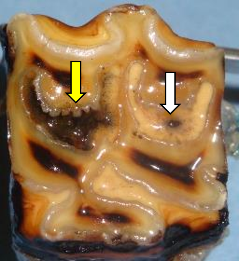 Update on the aetiopathogenesis of equine cheek teeth infundibular ...