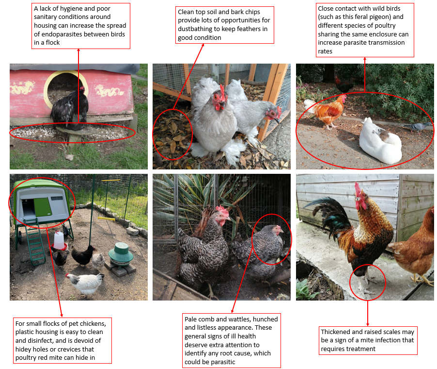 How can you prevent avian parasites? - Veterinary Practice