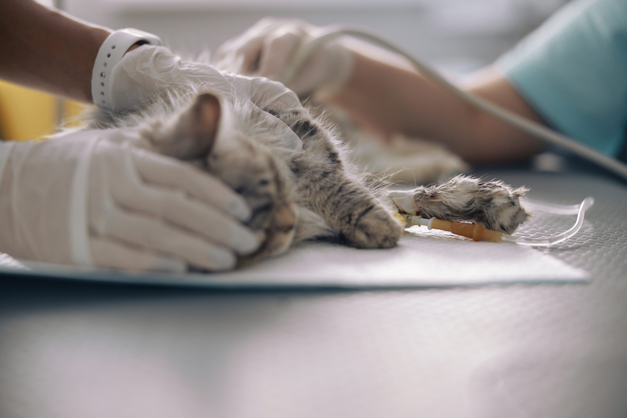 To treat or not to treat: the ethics of managing heart failure in cats ...