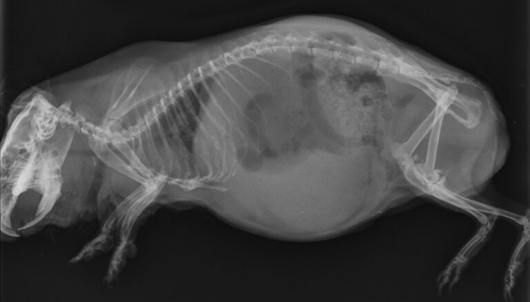 Acute abdomen in rabbits and guinea pigs - Veterinary Practice