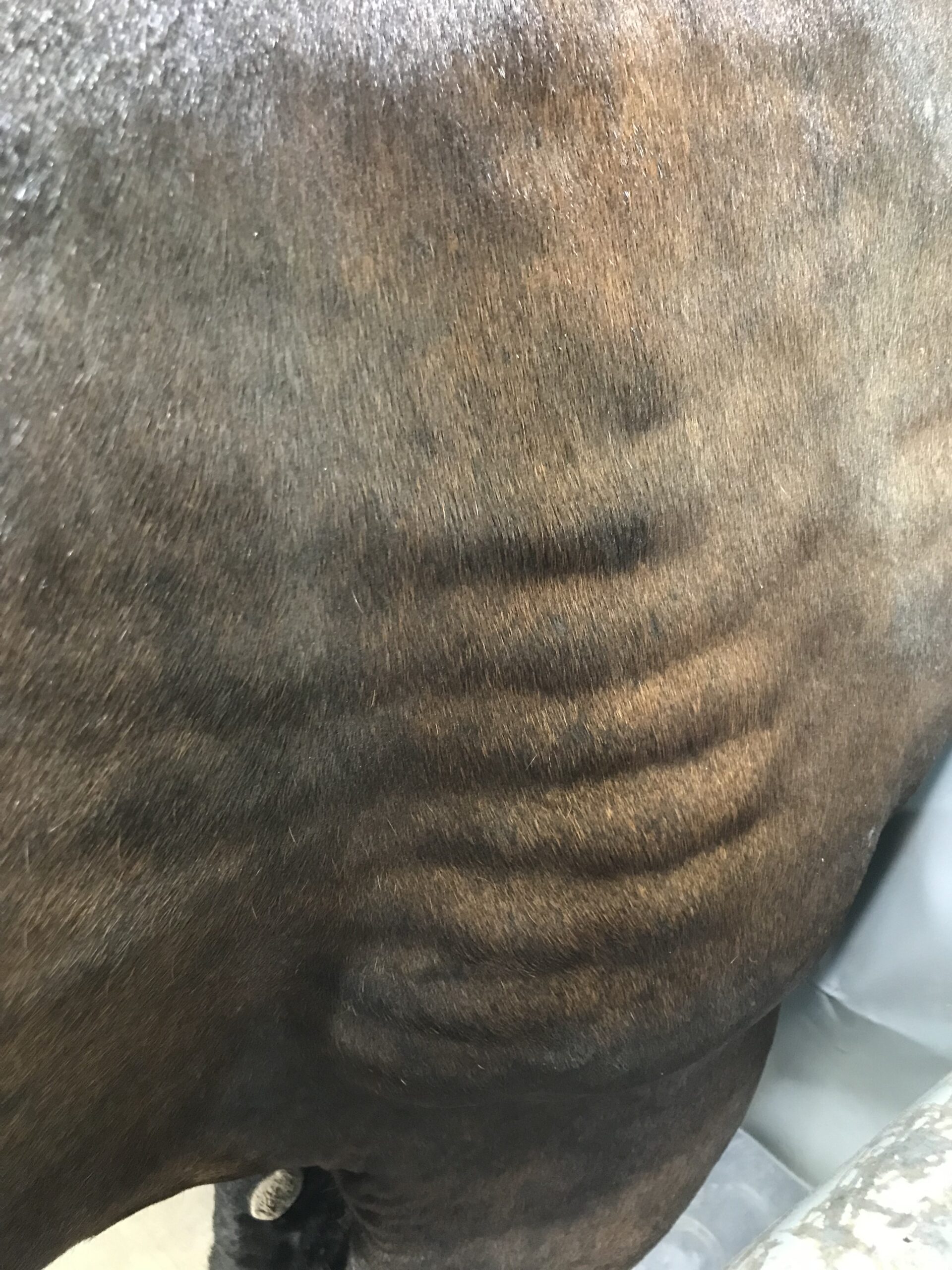 Urticaria: a frustrating problem - Veterinary Practice