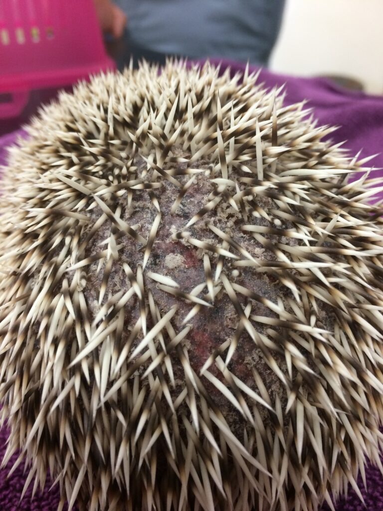 Zoonoses of exotic pets - Veterinary Practice