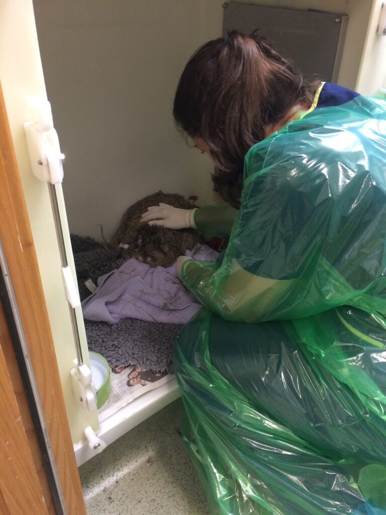 Zoonoses of exotic pets - Veterinary Practice