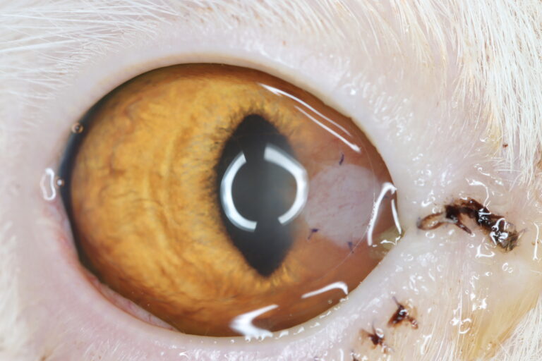 Feline corneal sequestrum: diagnosis and treatment - Veterinary Practice