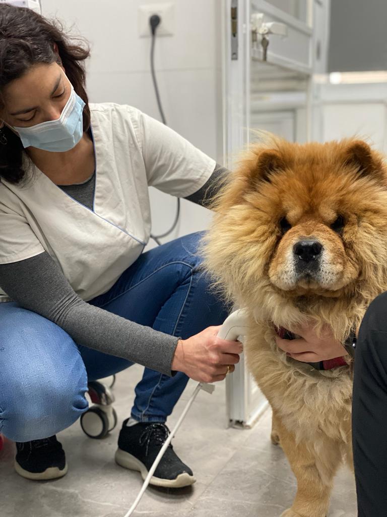 New paper validates innovative AI-powered screening device for canine ...