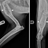Diagnosis and management of canine soft tissue sarcomas - Veterinary ...