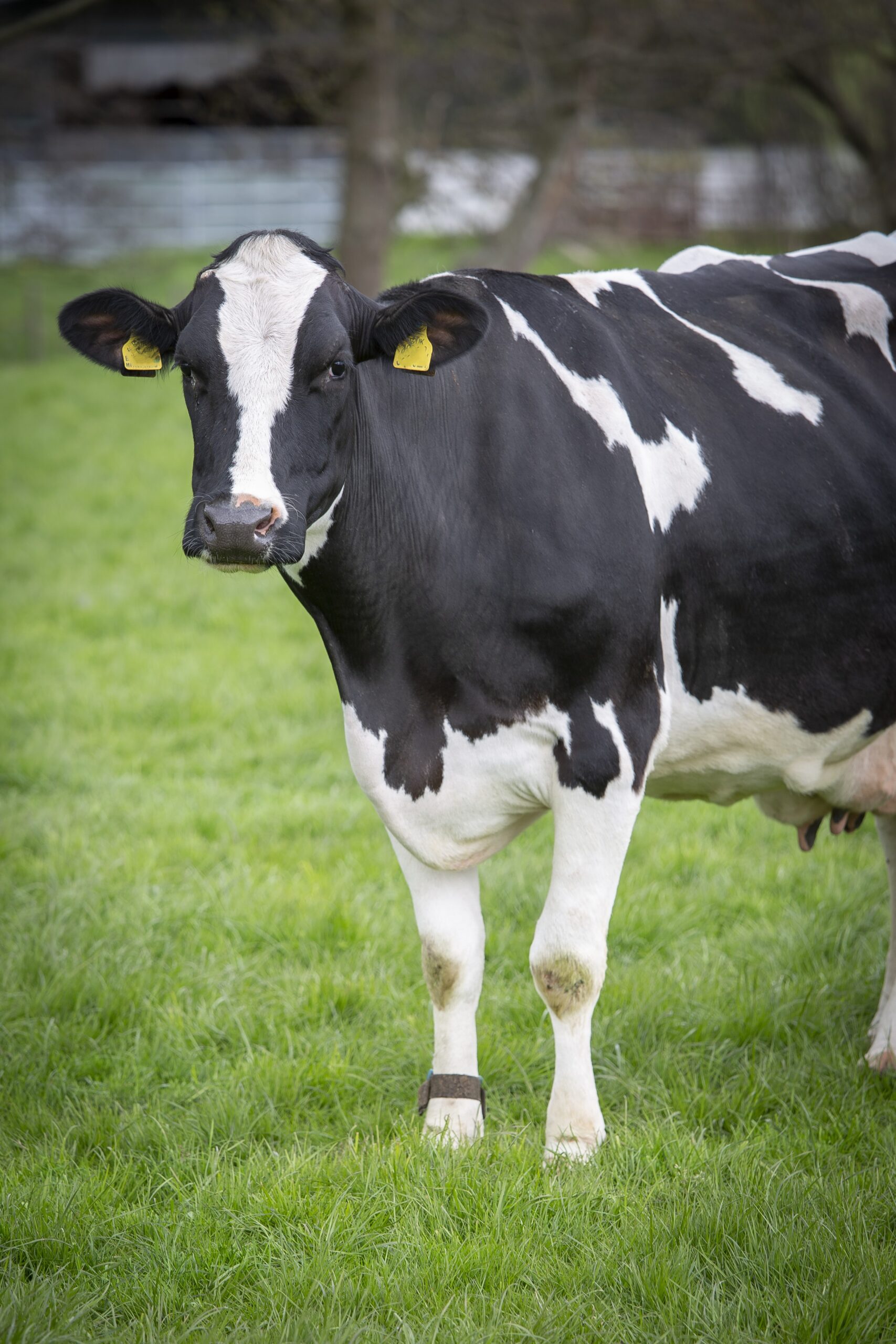 Ceva launches Q fever map and farmer Q pack - Veterinary Practice