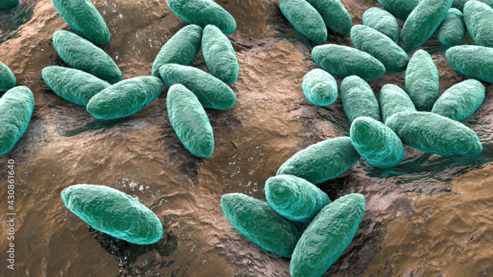 Recommendations on testing and management of Brucella canis cases ...