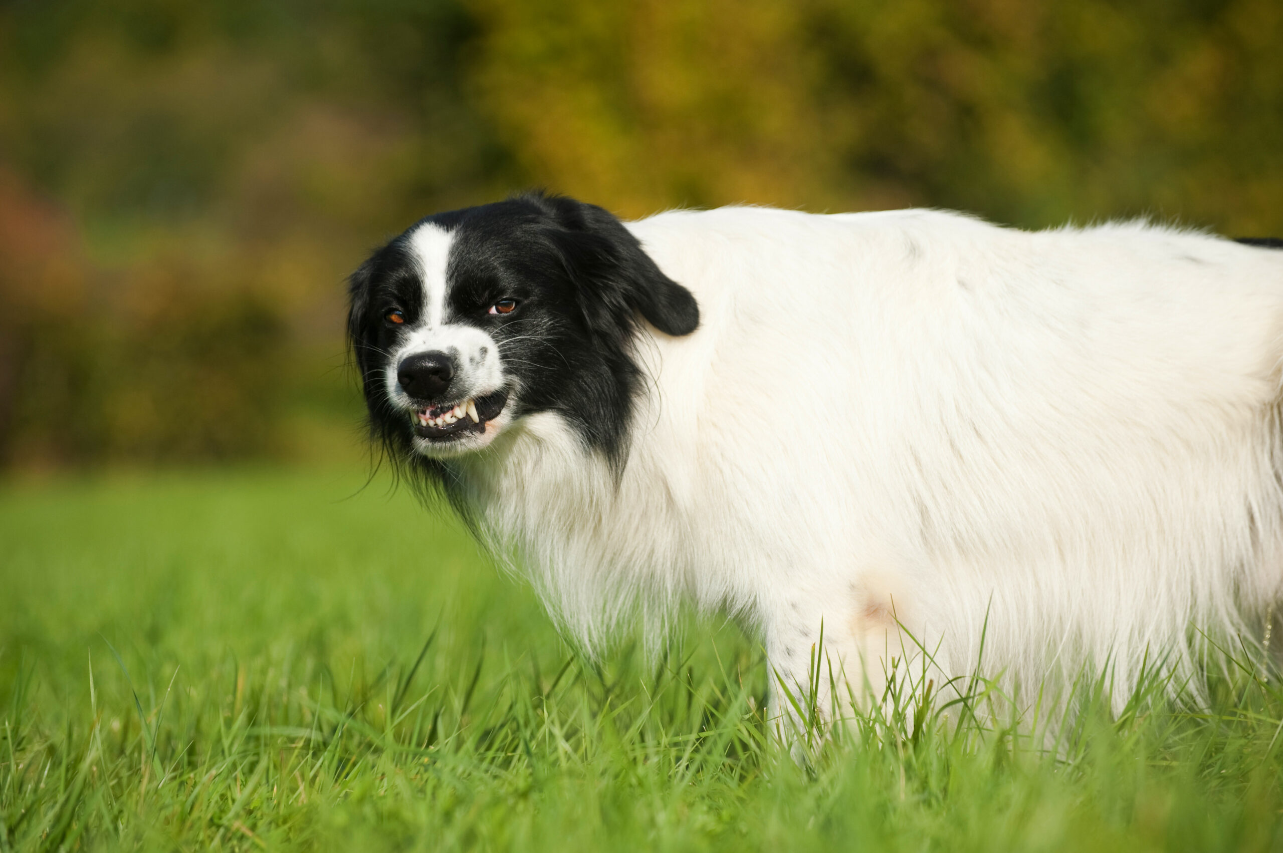 Dispelling common myths about inter-dog aggression - Veterinary Practice