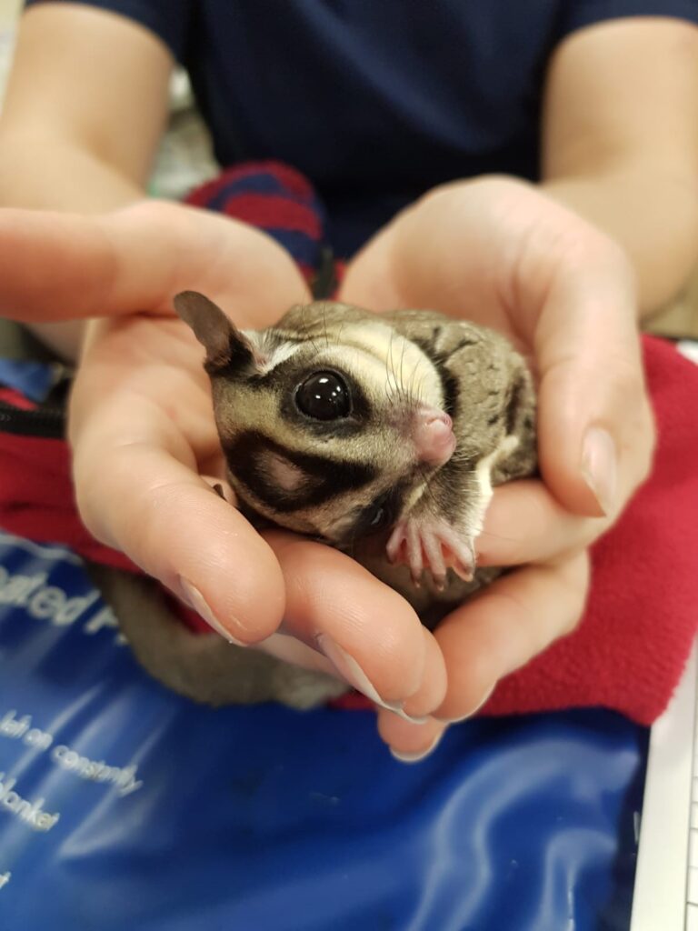 Management of head tilts in small mammals - Veterinary Practice