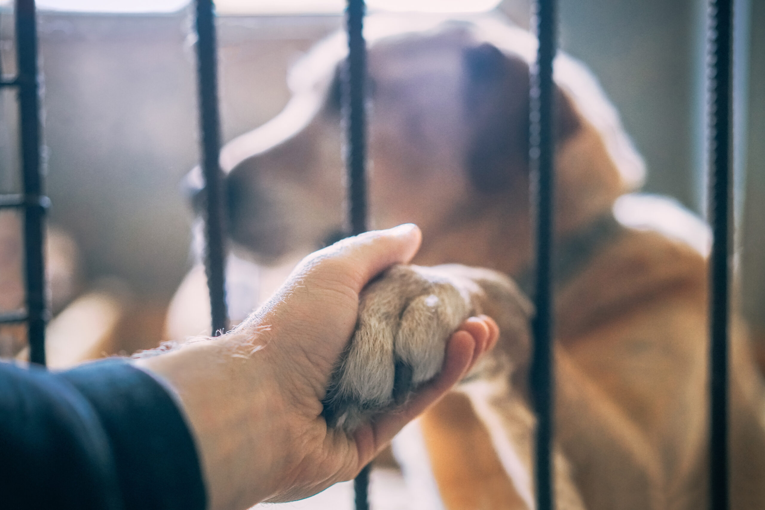 Defining short-term housing for animals - Veterinary Practice