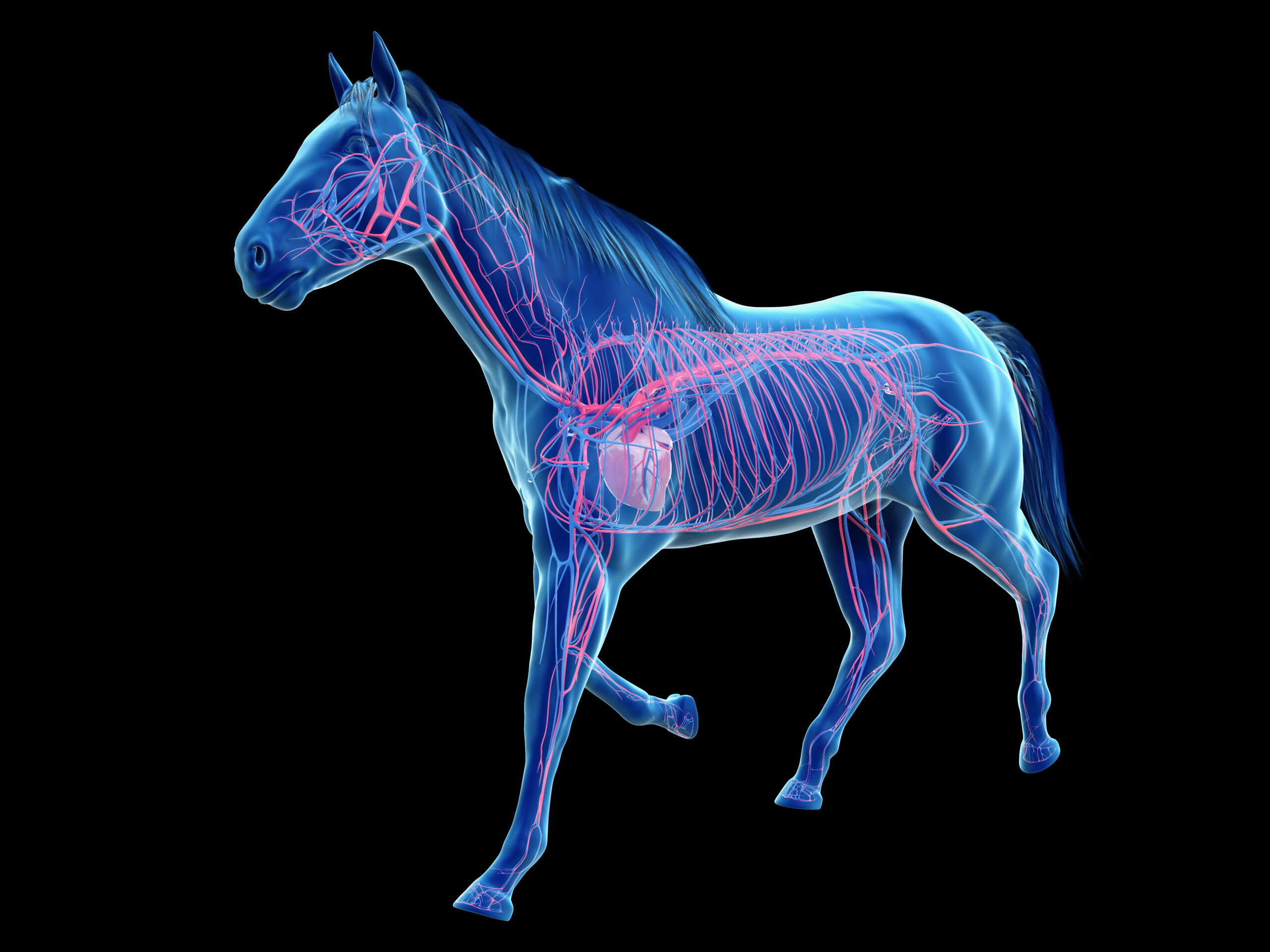 New Royal Veterinary College research reveals different endothelial ...