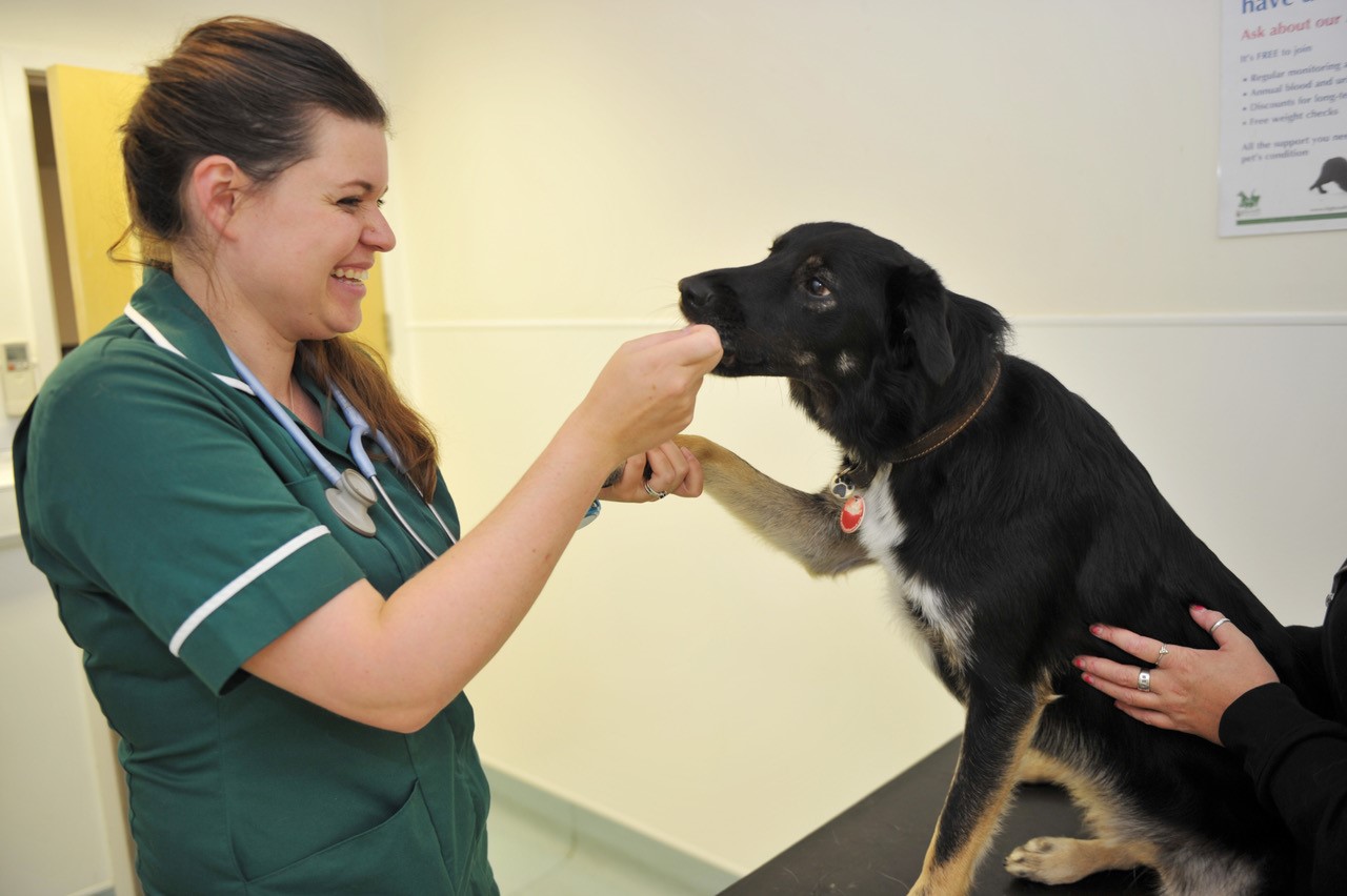 Zoetis partners with BVNA to champion the role of the RVN - Veterinary ...