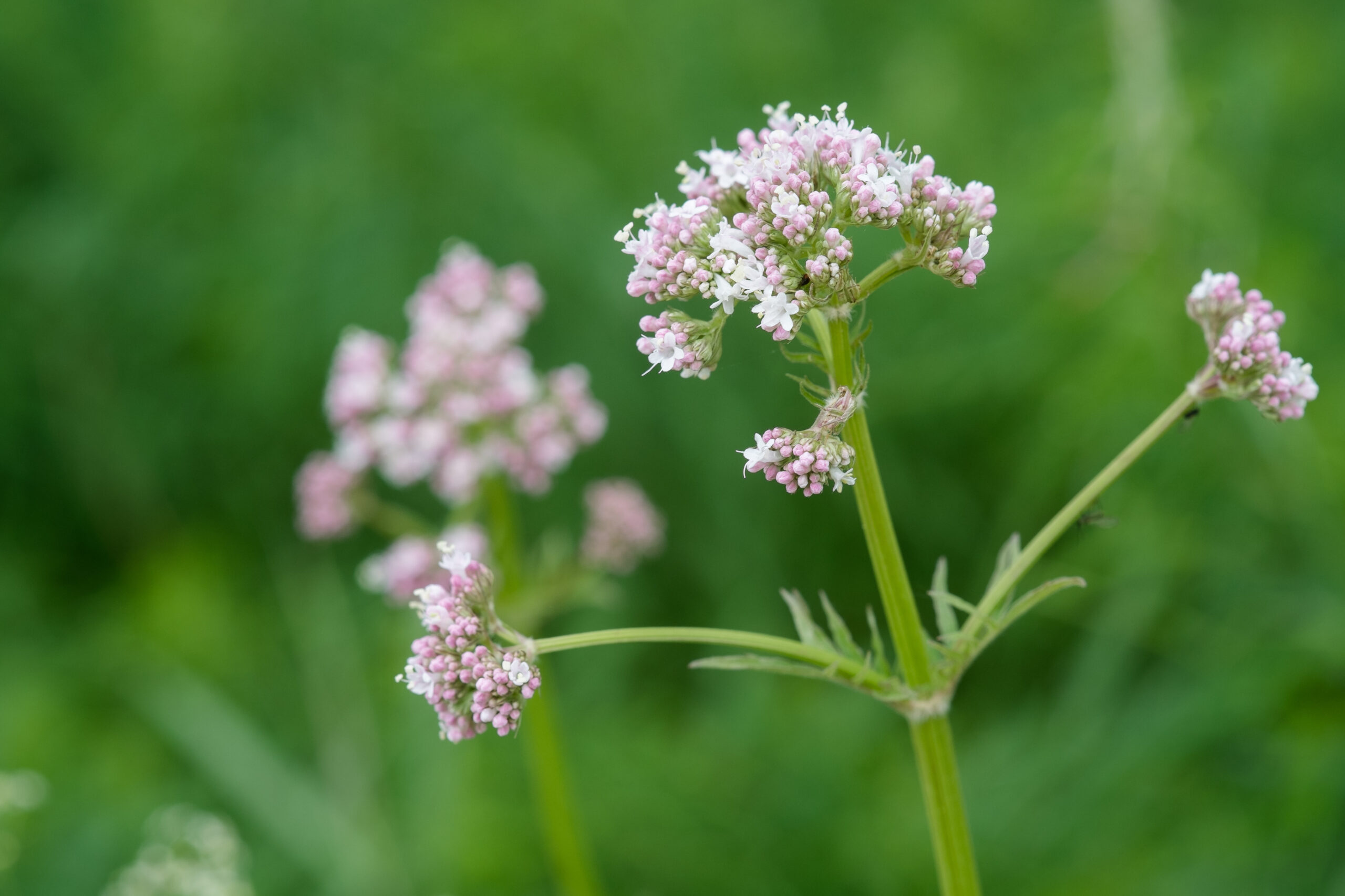 Incorporating herbal and plant-based medicines into veterinary practice ...